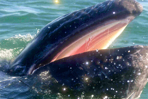 Baja Whale Watching - Baja Ecotours